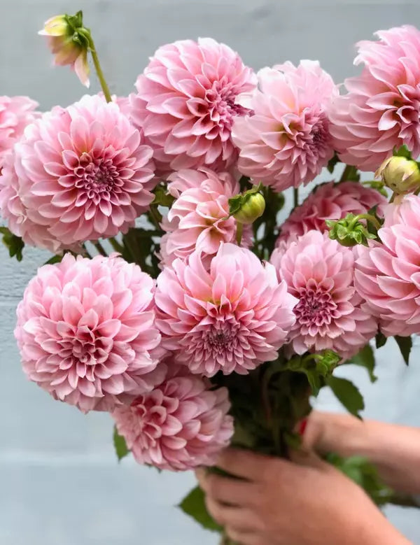 August Workshop: Create a Delightful Dahlia Arrangement - Orchard Lane ...